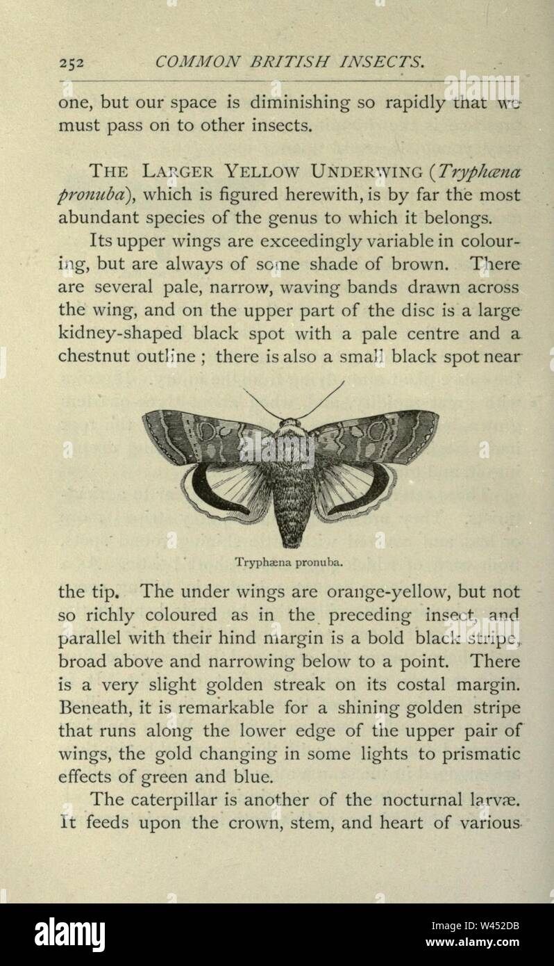 Common British insects selected from the typical beetles, moths, and ...
