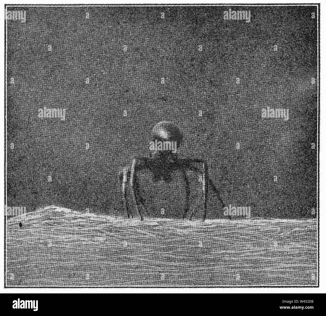 Common Spiders U.S. 360 Erigone dentigera Stock Photo - Alamy