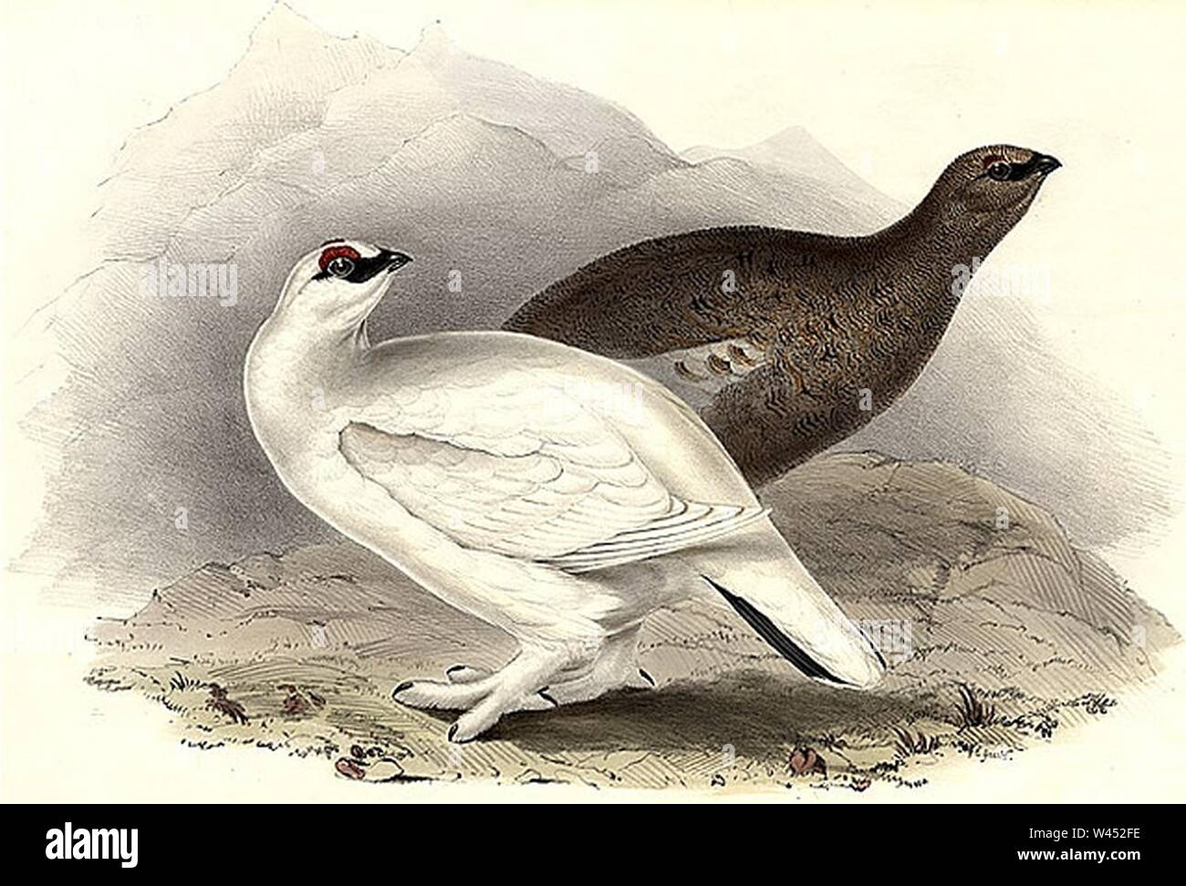 Common ptarmigan hi-res stock photography and images - Alamy