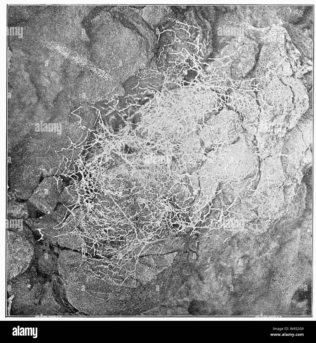 Common Spiders U.S. 488 Callobius bennetti web Stock Photo - Alamy