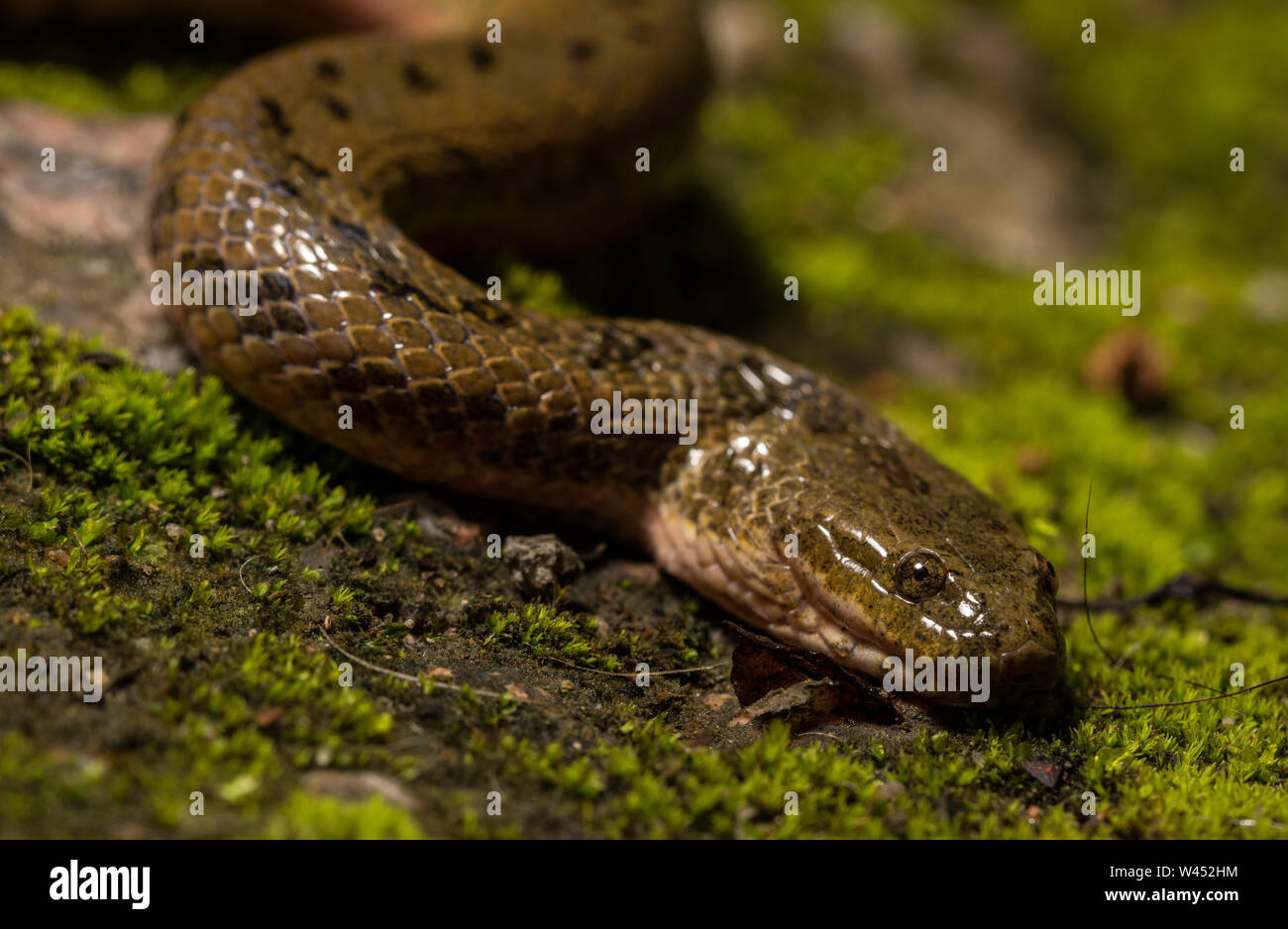 Chinese Watersnake (Enhydris chinensis) from Hong Kong, Hong Kong Stock ...