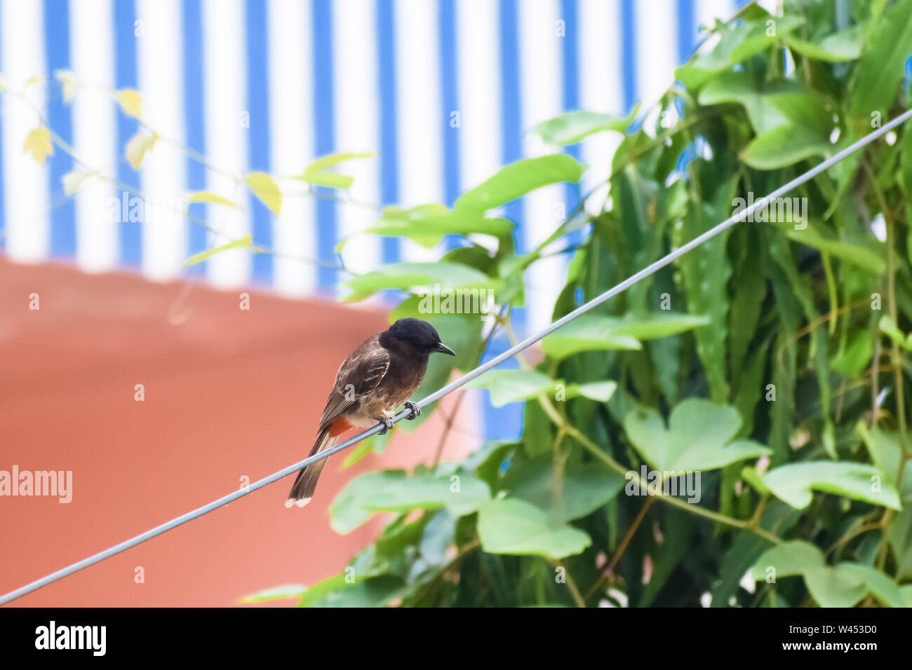 Myna (Pycnonotidae) species of Passerine Starlings birds, beautiful and ...