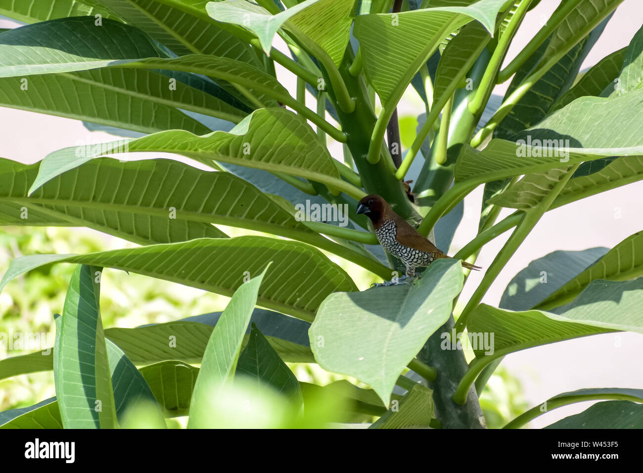 Scaly breasted Munia or spotted Munia (Lonchura punctulata), species of ...