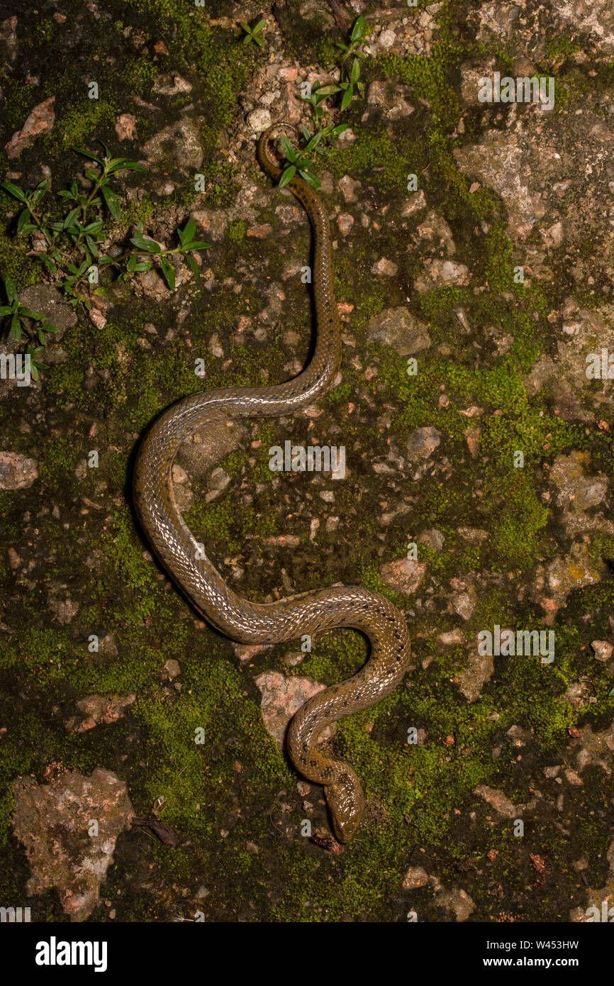 Chinese Watersnake (Enhydris chinensis) from Hong Kong, Hong Kong Stock ...
