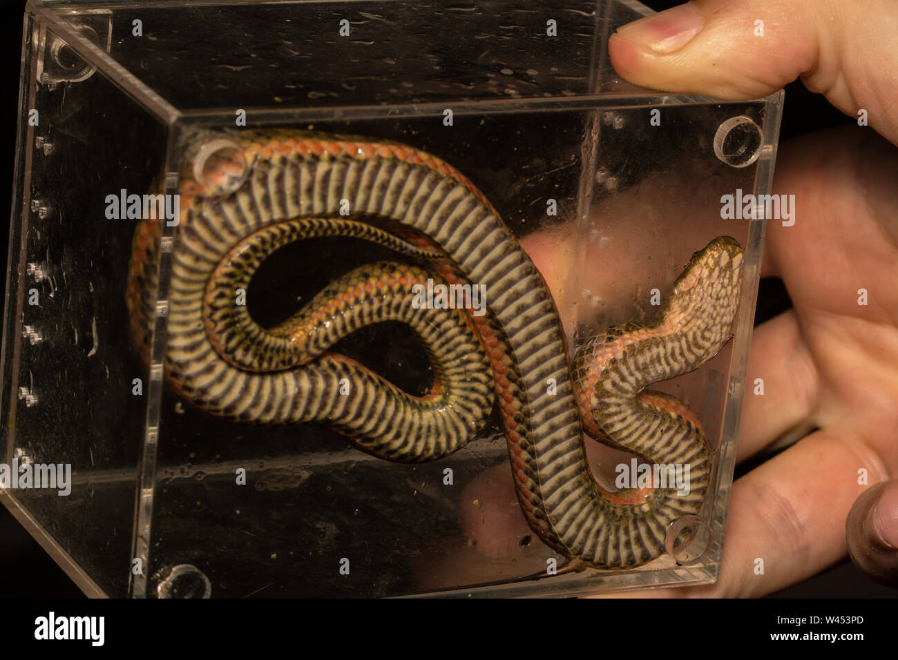 Enhydris chinensis hi-res stock photography and images - Alamy