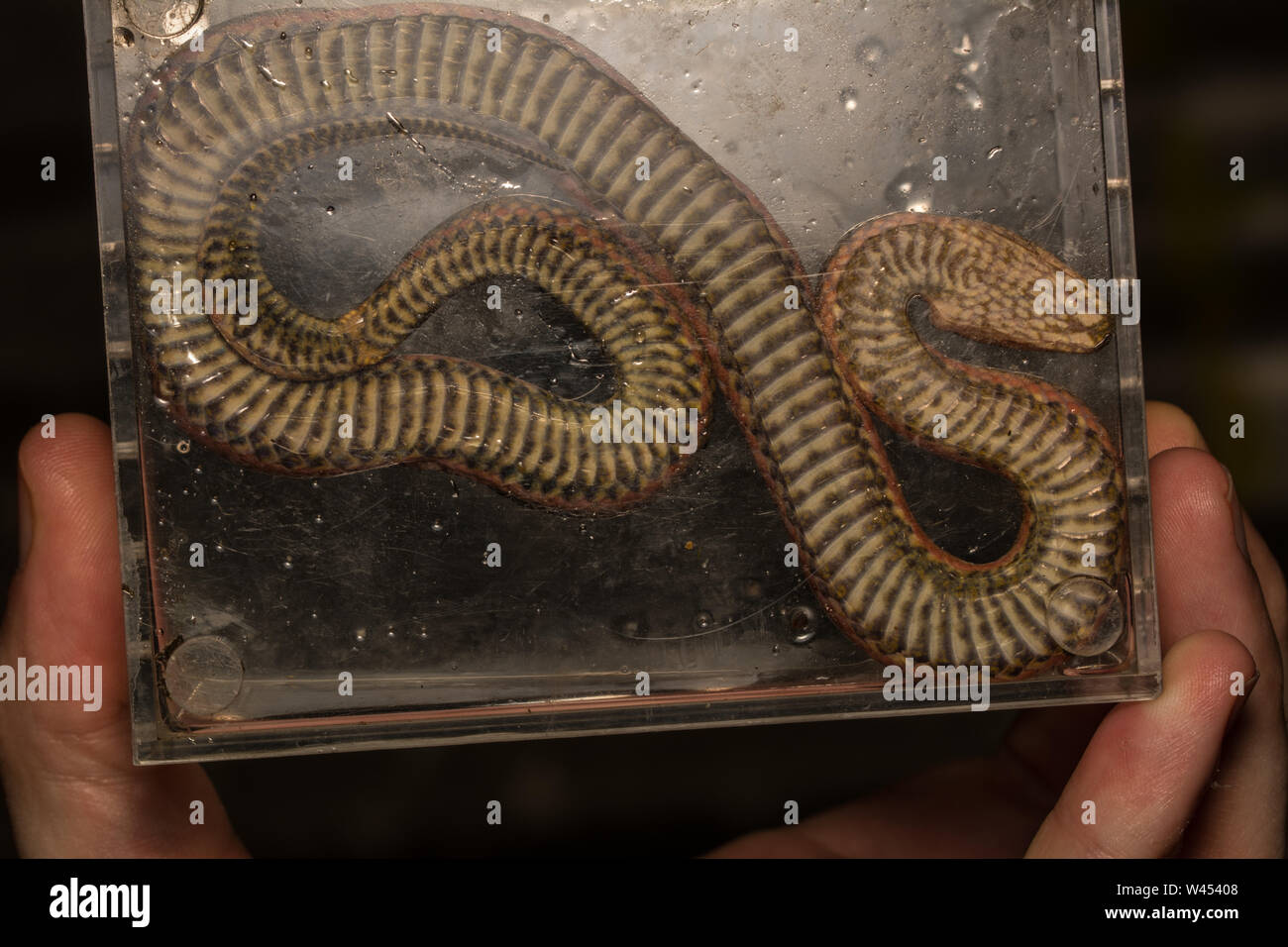 Chinese Watersnake (Enhydris chinensis) from Hong Kong, Hong Kong Stock ...