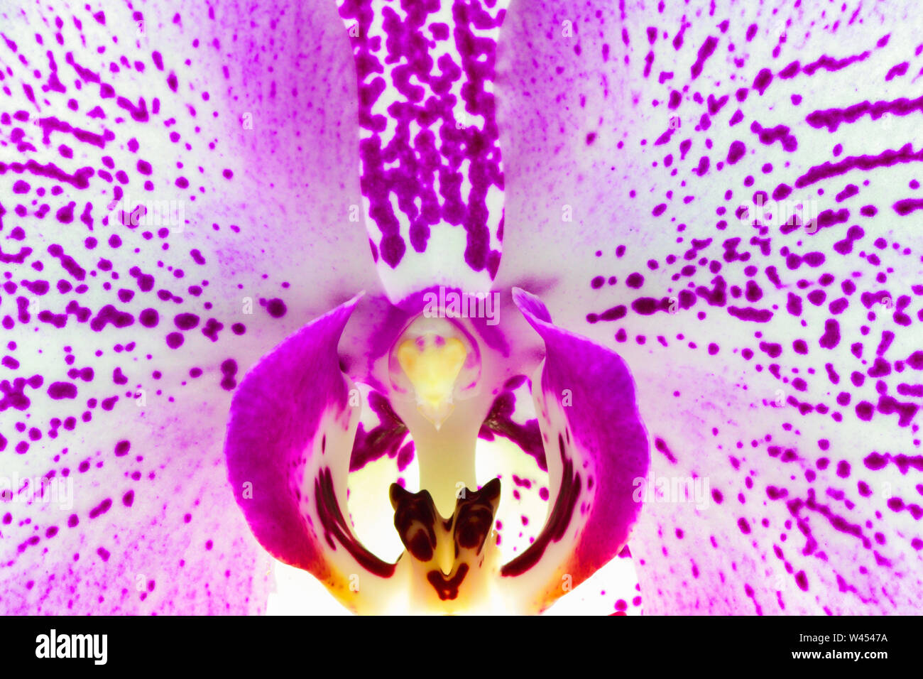 Orchid wallpapers hi-res stock photography and images - Alamy