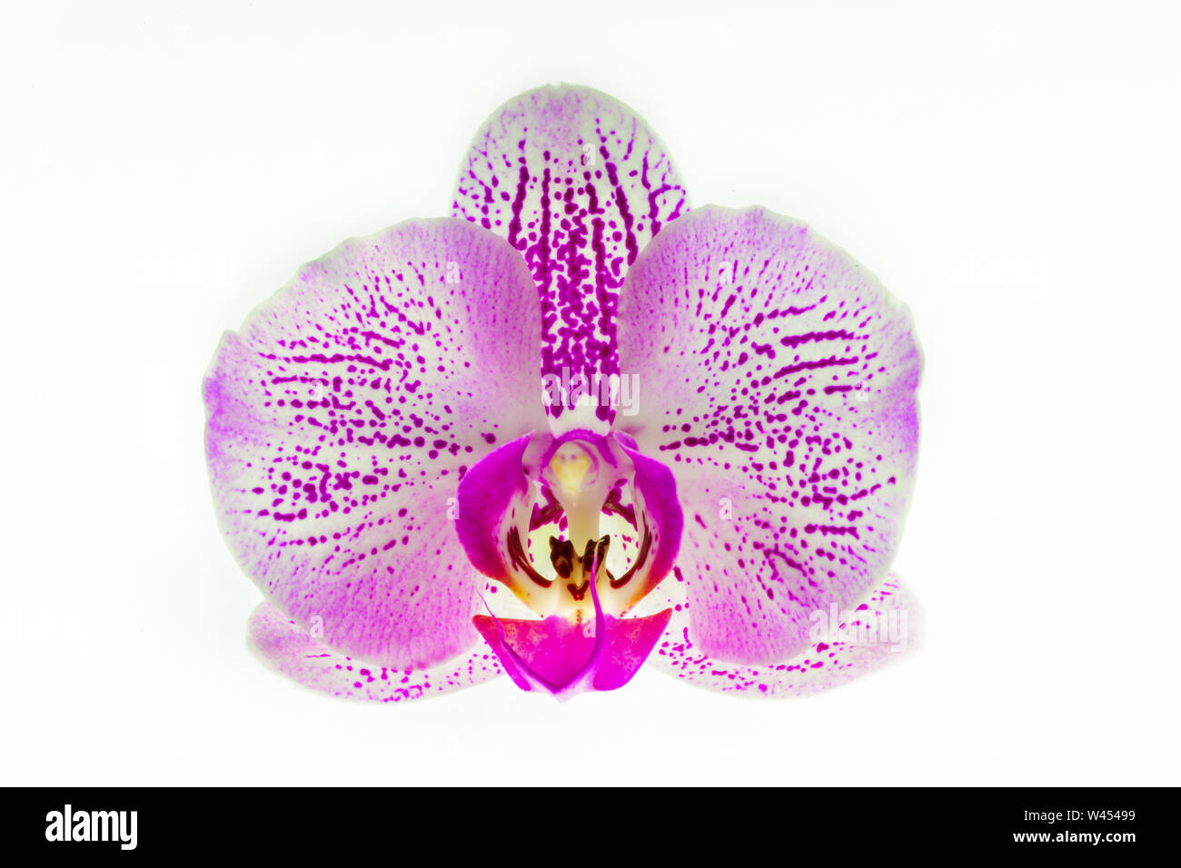 Orchid. On a white isolated background pink Orchid in the middle ...
