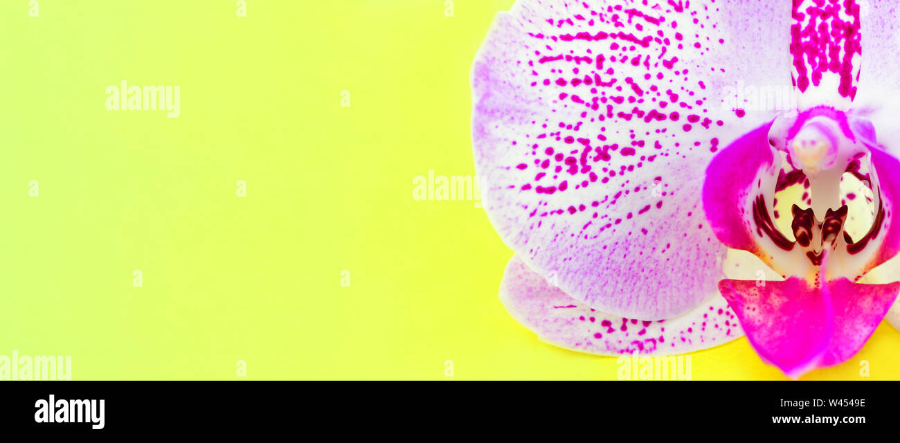 Orchid banner hi-res stock photography and images - Alamy