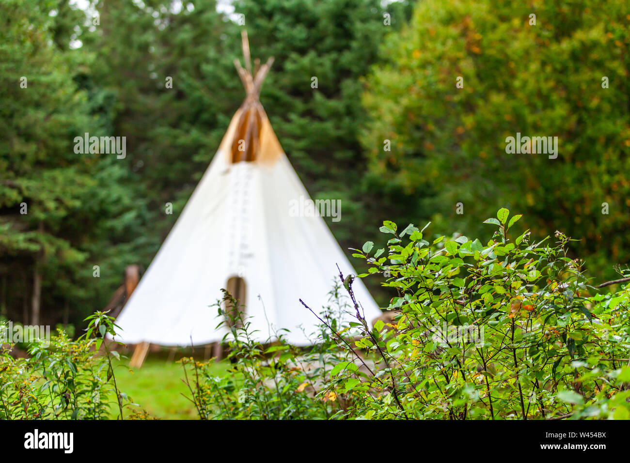 A tall blurry teepee tent is viewed in the background, behind fresh ...