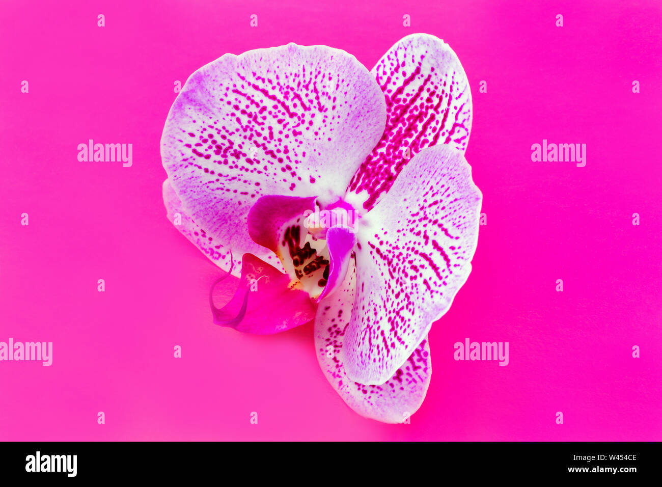 One Pink Orchid Flower