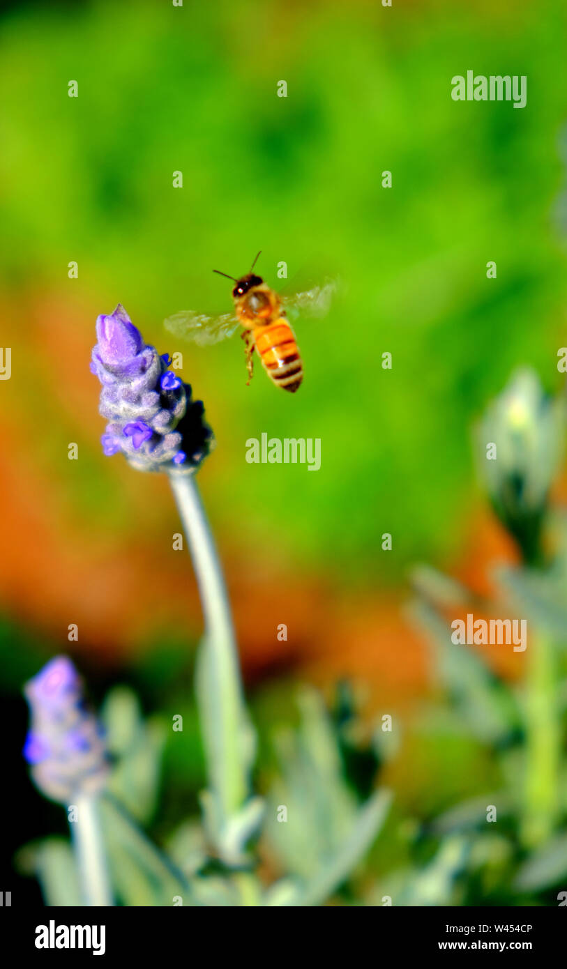 Bee in flight Stock Photo - Alamy