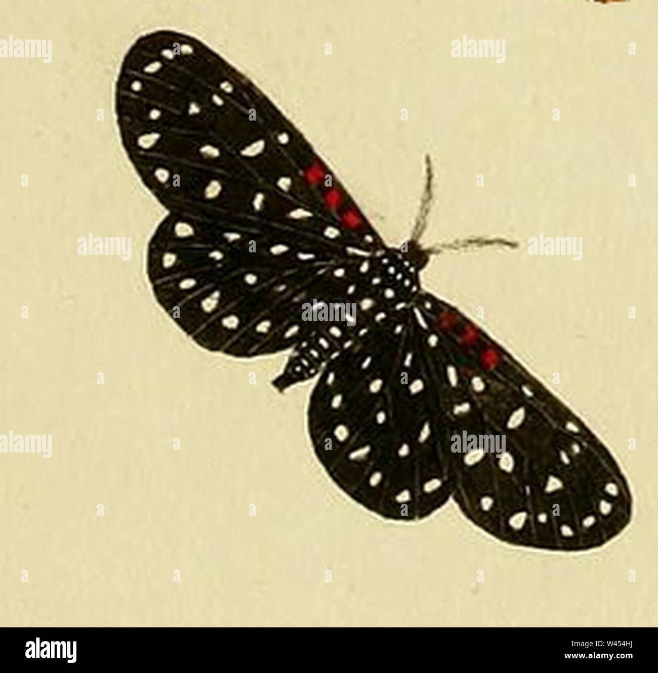 Composia credula 001 Stock Photo - Alamy