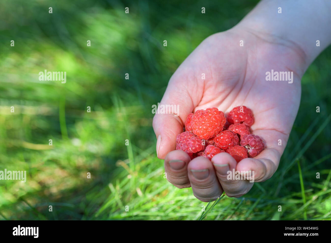 In the women's hands of the farmer is a lot of red raspberries on a ...
