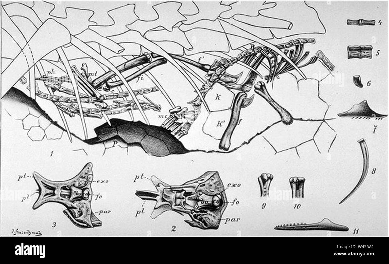 Esqueleto De Procompsognathus Procompsognathus: El Pequeño Depredador
