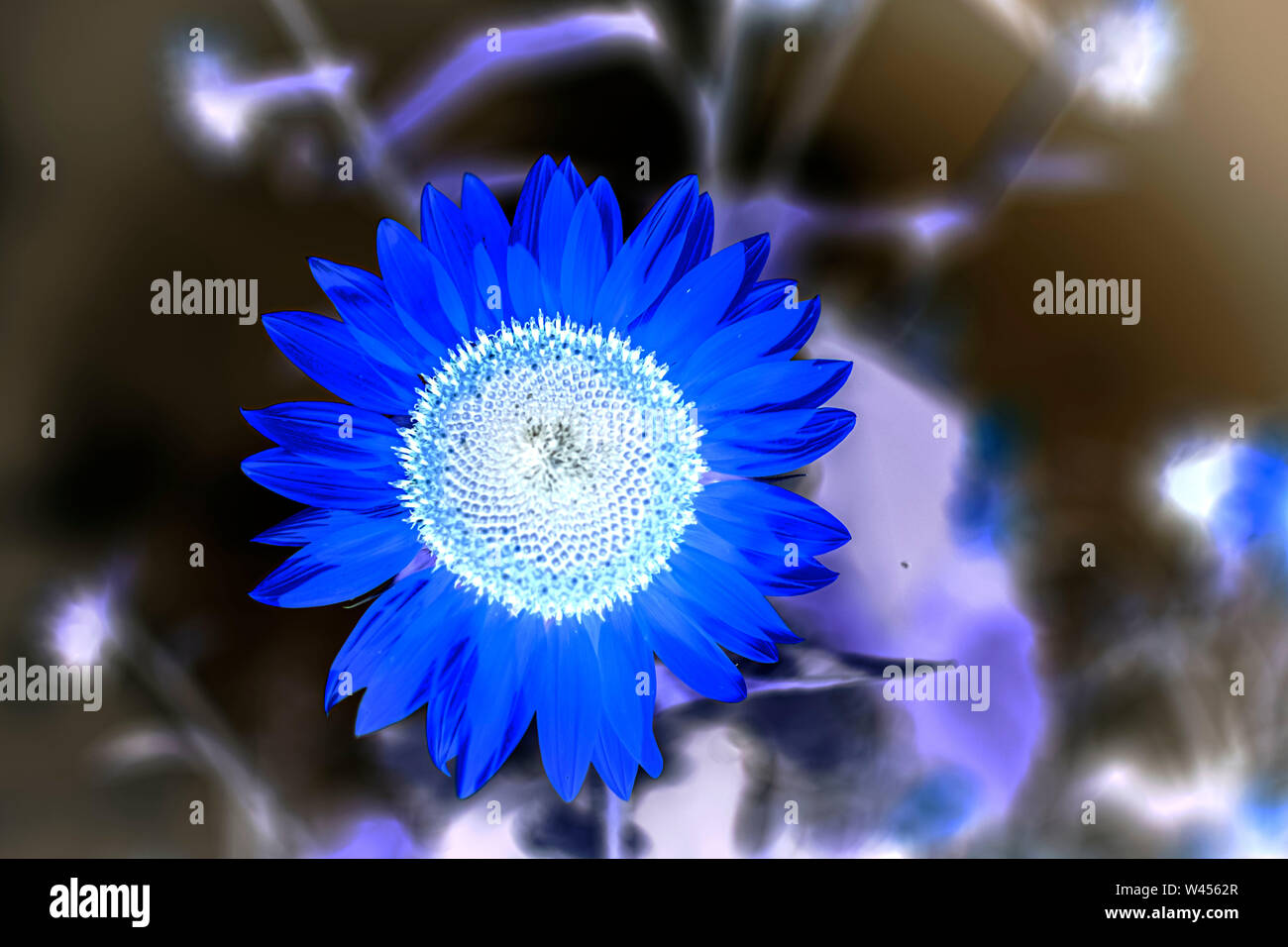 Abstract sunflower hi-res stock photography and images - Alamy