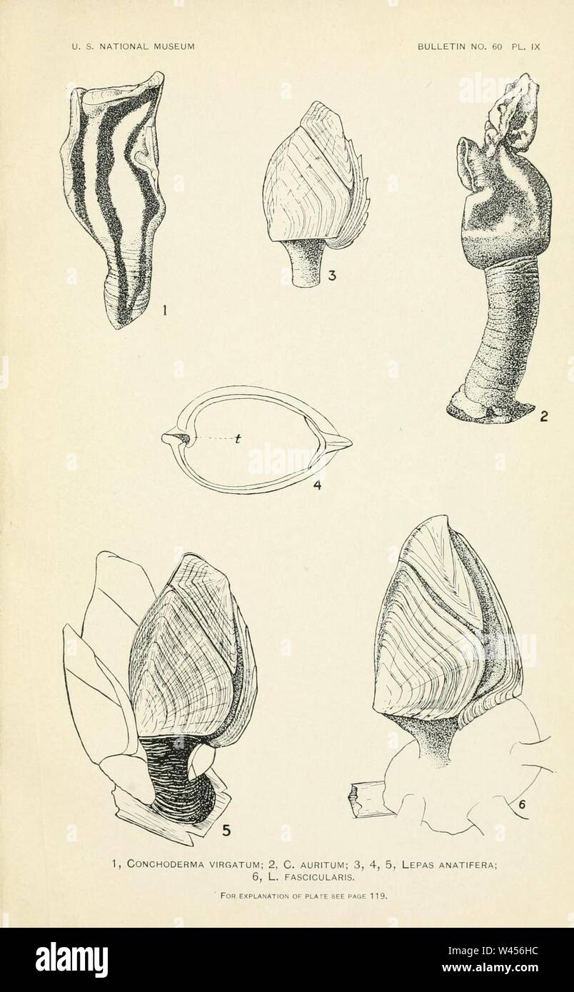 Conchoderma virgatum, Conchoderma auritum, Lepas anatifera, and Lepas ...