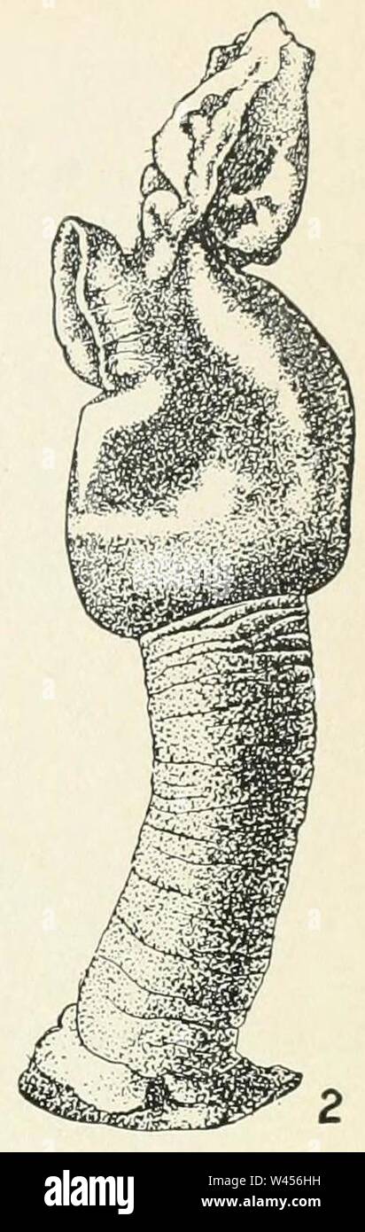 Conchoderma hi-res stock photography and images - Alamy