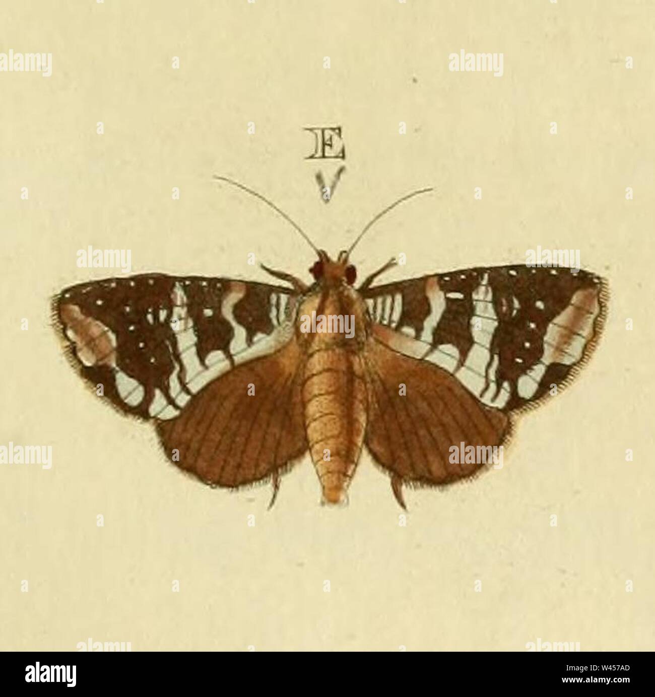 Condica hi-res stock photography and images - Alamy