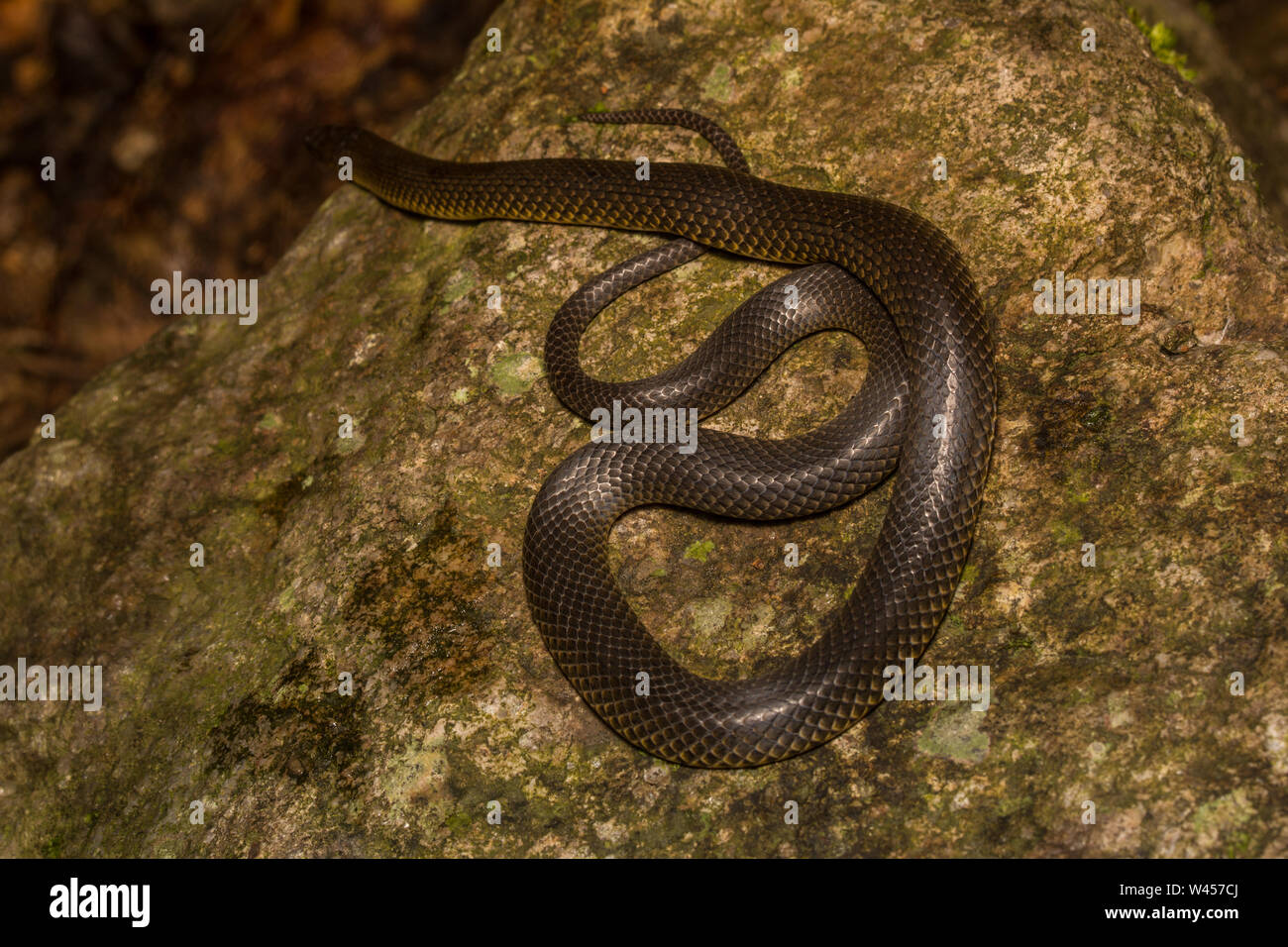 Streamsnake hi-res stock photography and images - Alamy