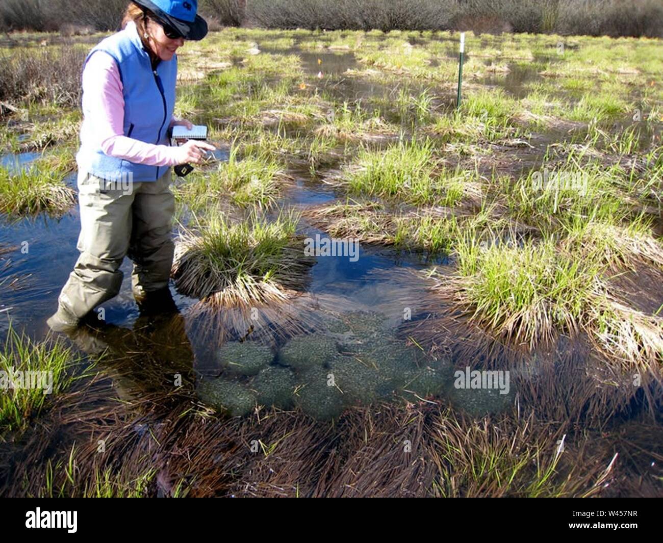 Conducted Oregon Spotted Frog Egg Mass Survey Stock Photo - Alamy