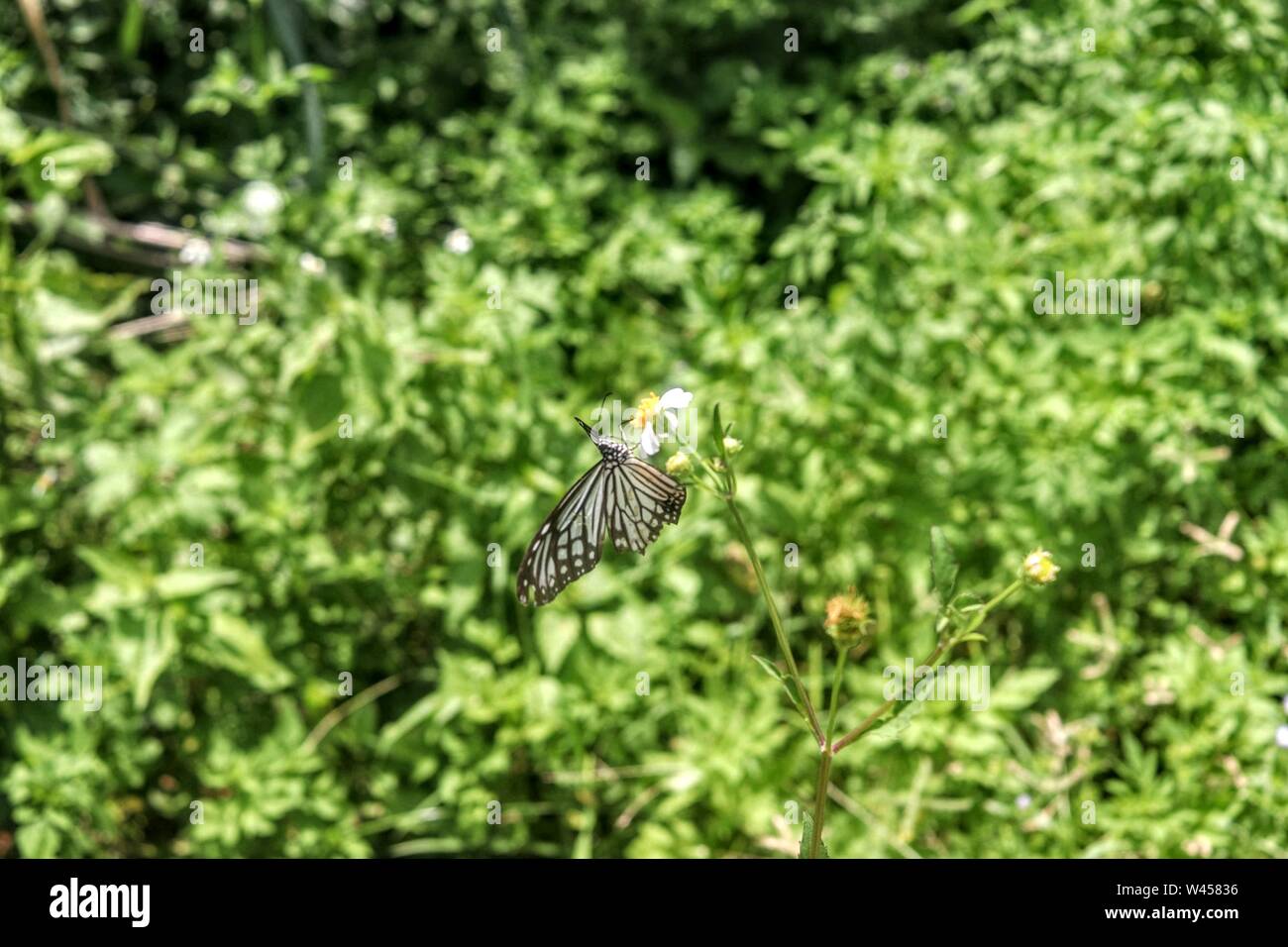 China Butterfly High Resolution Stock Photography and Images - Alamy