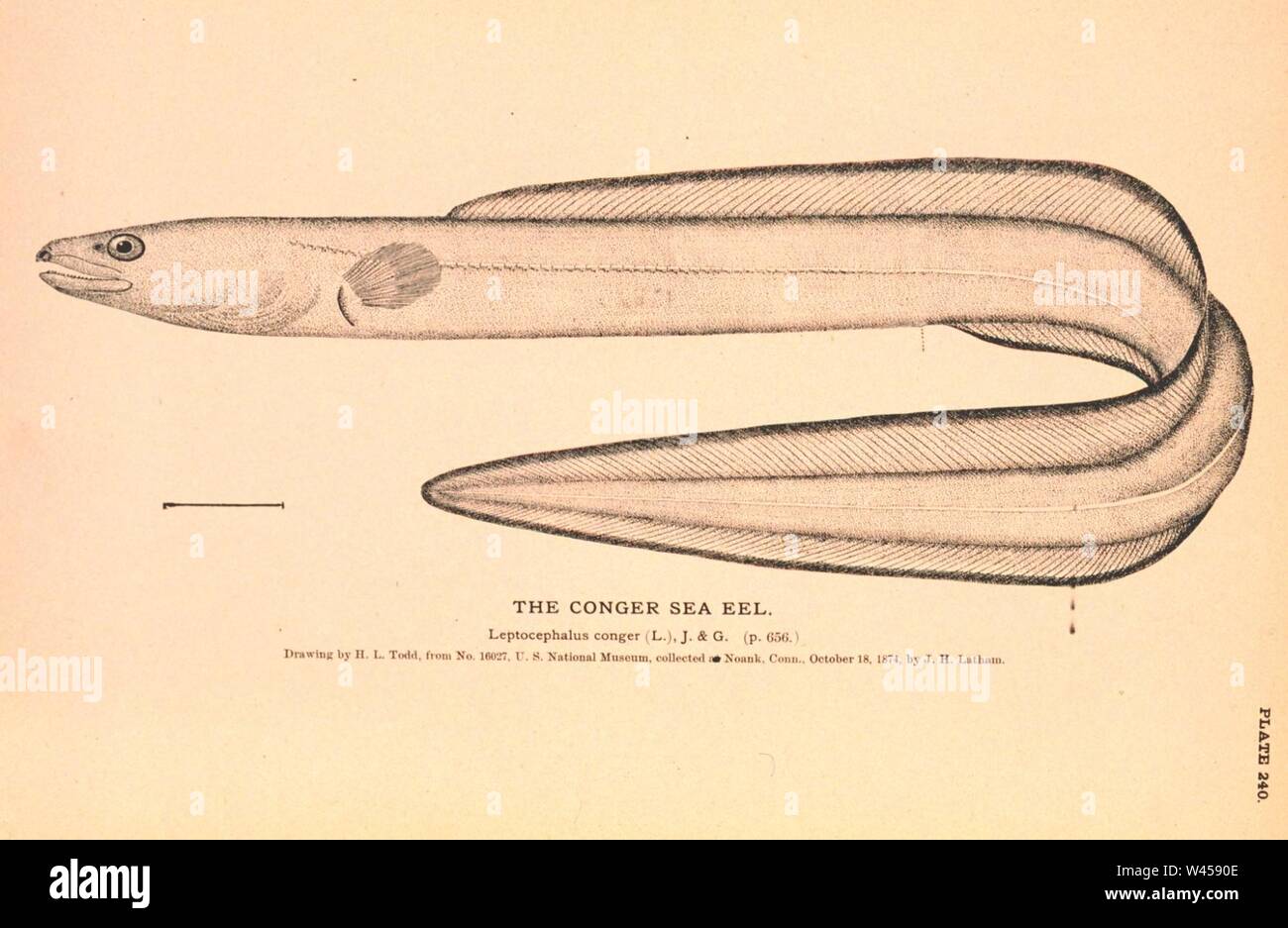 Conger sea eel hi-res stock photography and images - Alamy