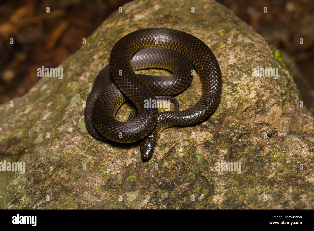 Streamsnake hi-res stock photography and images - Alamy
