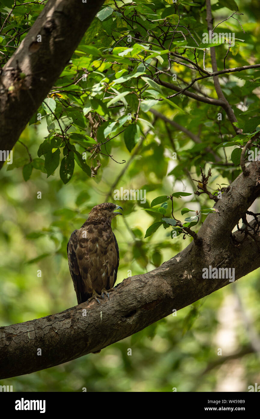 crested honey buzzard or pernis ptilorhynchus in a beautiful green ...