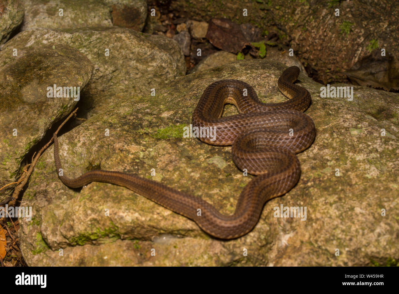 Streamsnake hi-res stock photography and images - Alamy