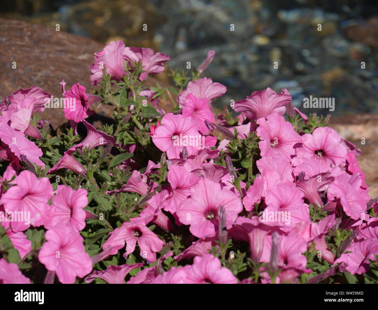 Cluster of pink flowers in a landscaped garden Stock Photo - Alamy