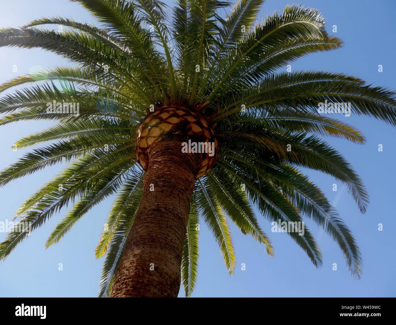 Upward shot of a palm tree, with blue skies in the background Stock ...