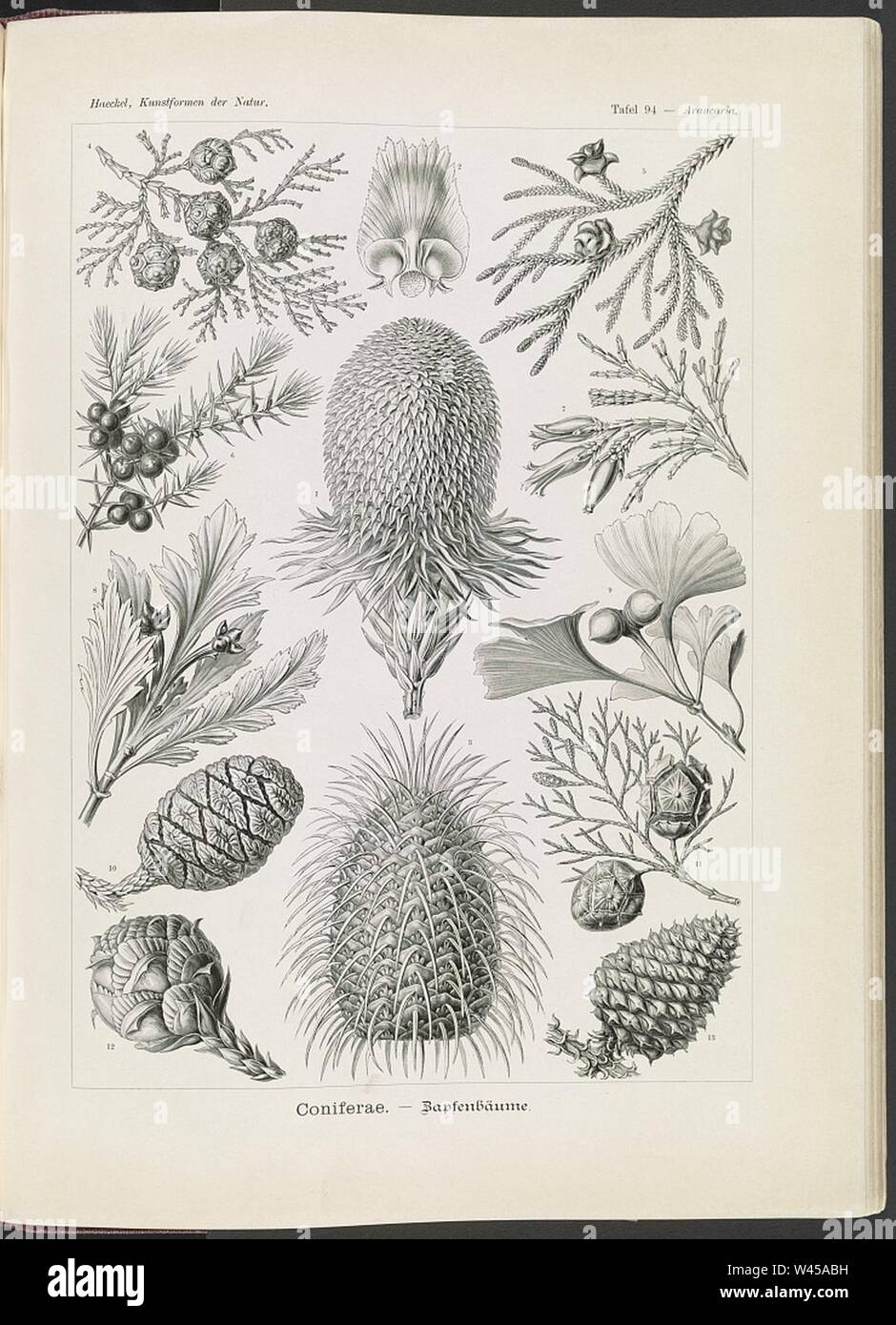 Coniferae. - Bapfenbäume Stock Photo - Alamy