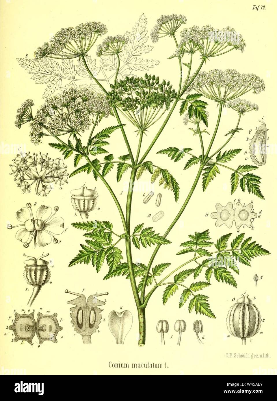 Conium maculatum illustration (14 Stock Photo - Alamy