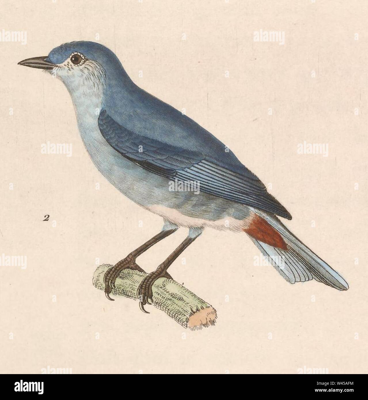 Conirostrum hi-res stock photography and images - Alamy