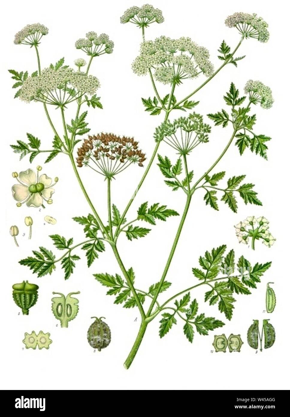 Köhler medizinal pflanzen Cut Out Stock Images & Pictures - Alamy