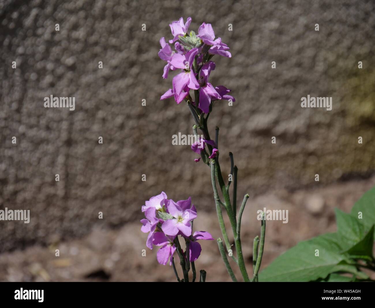 Medium close up of a sprig of violet flowers with a concrete wall in ...
