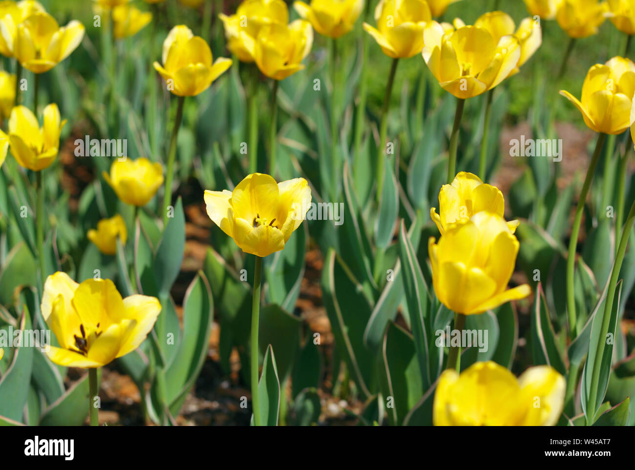 yellow tulip at spring Stock Photo - Alamy