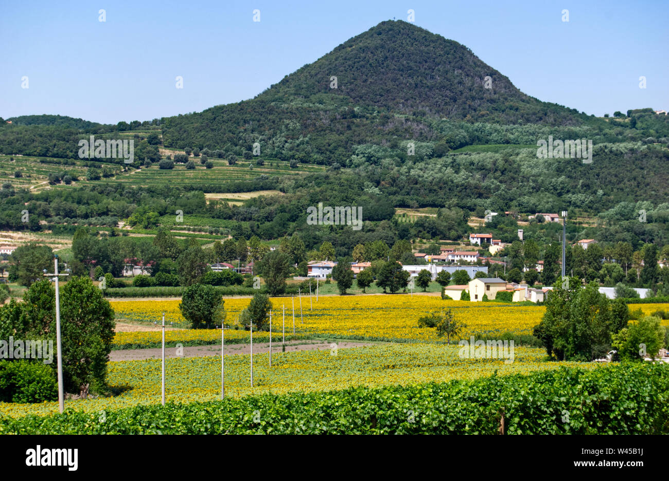 Landscape from Colli Euganei, sunflower fields, Italy Stock Photo - Alamy