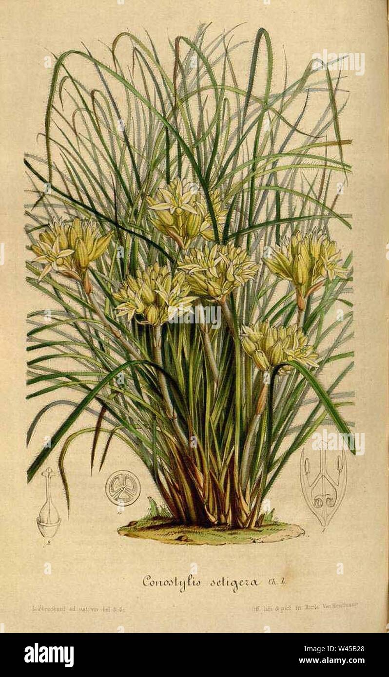 Conostylis setigera hi-res stock photography and images - Alamy