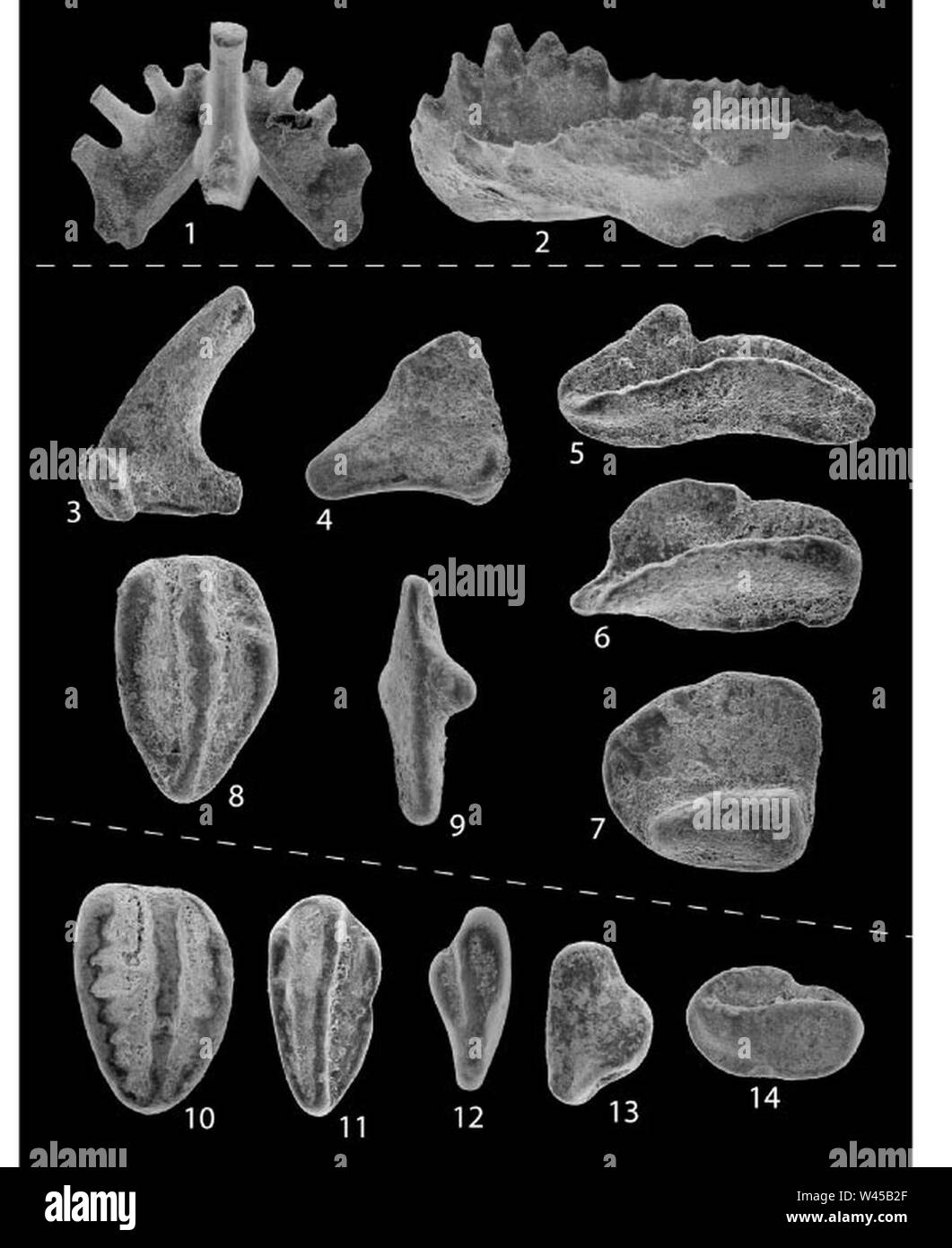 Conodonts hi-res stock photography and images - Alamy