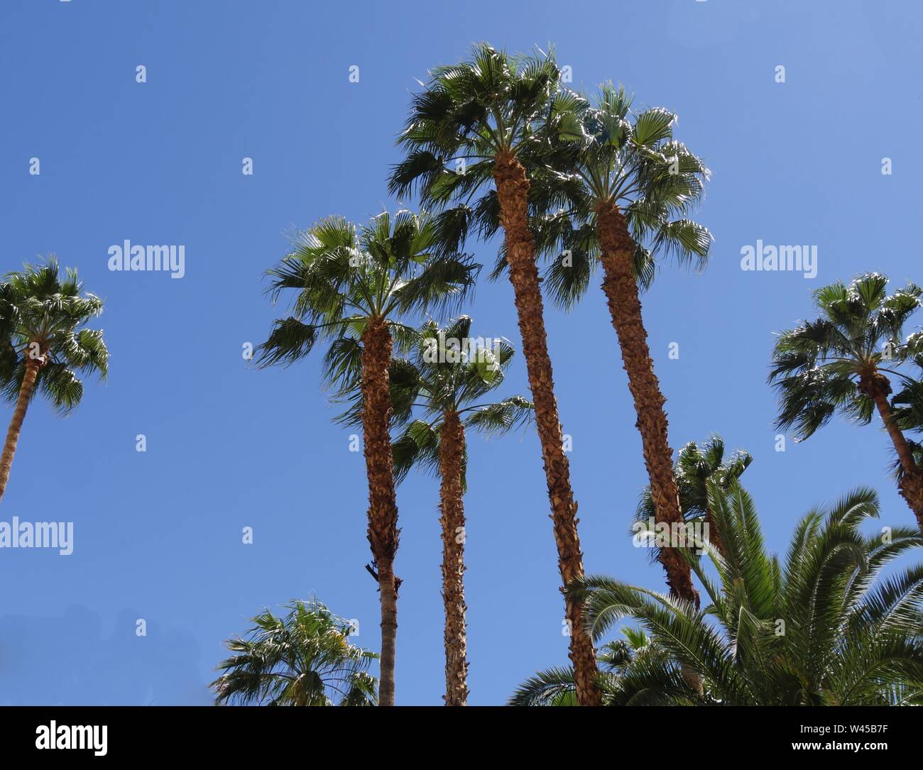 Wide upward shot of palm trees with sky blue skies Stock Photo - Alamy