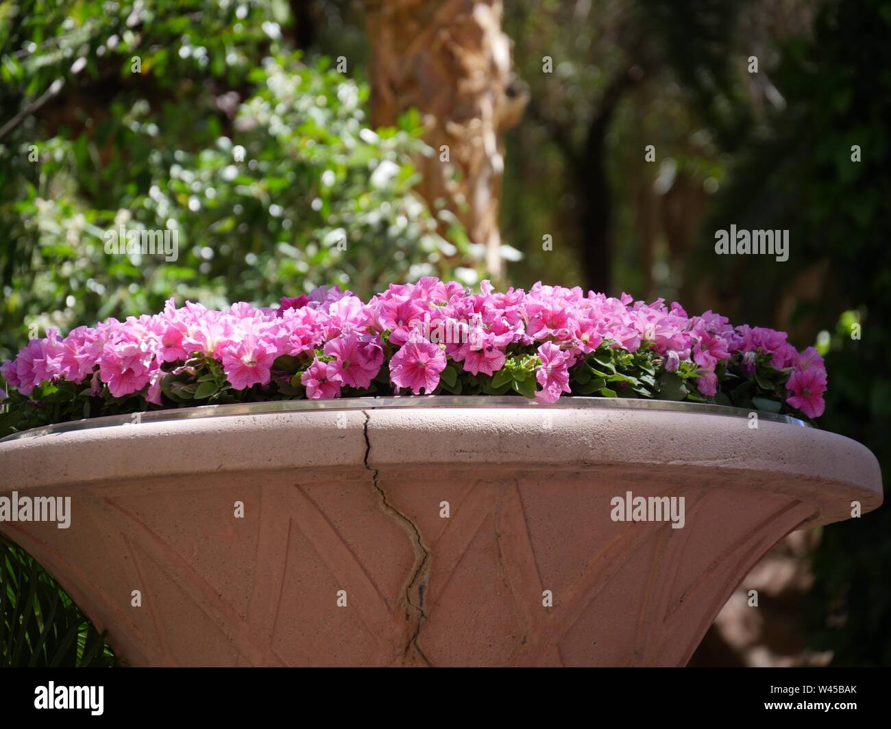 Concrete pot with bright pink dixie rose mallow flowers, with soft ...