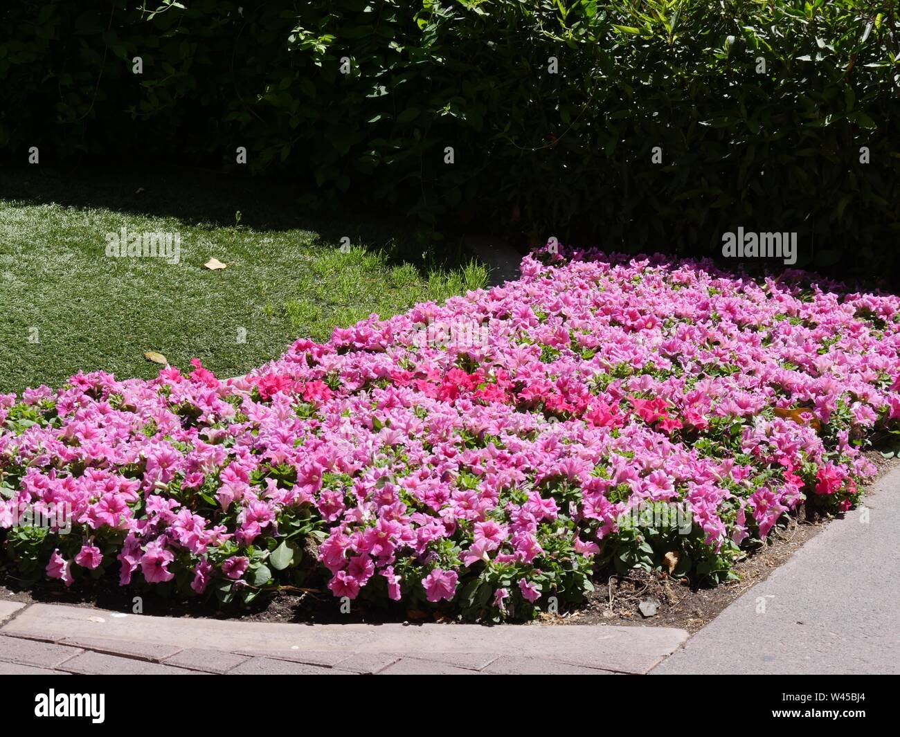Dixie rosemallow hi-res stock photography and images - Alamy