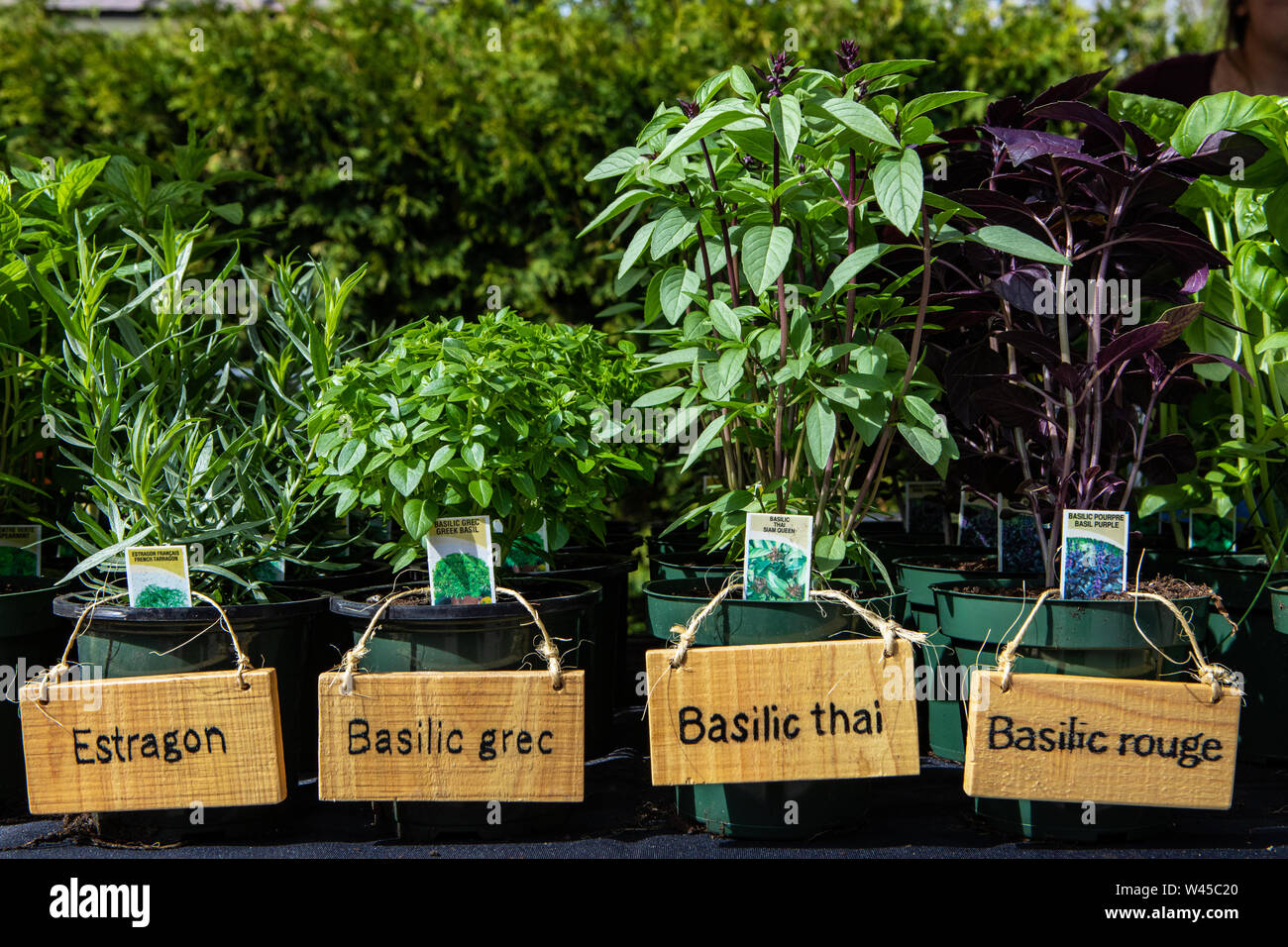 Basil varieties hi-res stock photography and images - Alamy