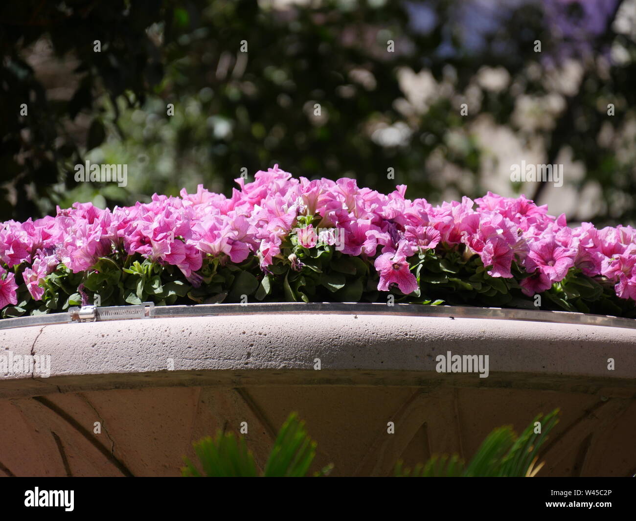 Confederate rose mallow hi-res stock photography and images - Alamy