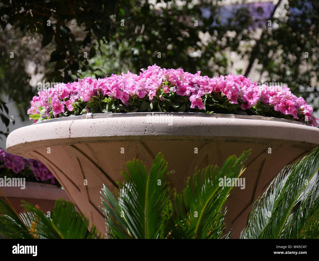 Concrete vase with Dixie rosemallow flowers in a landscaped garden ...