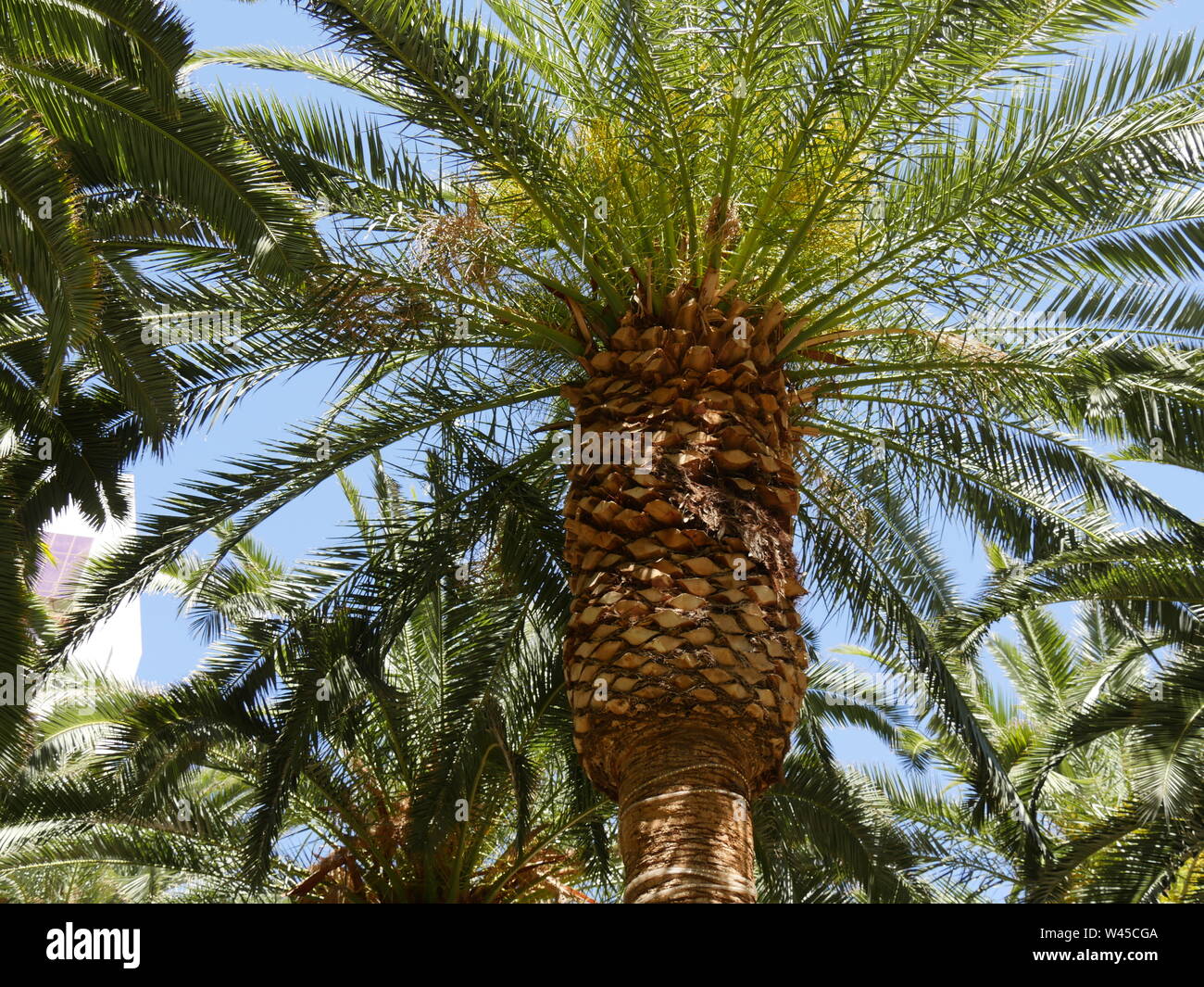 Green palm tops hi-res stock photography and images - Alamy