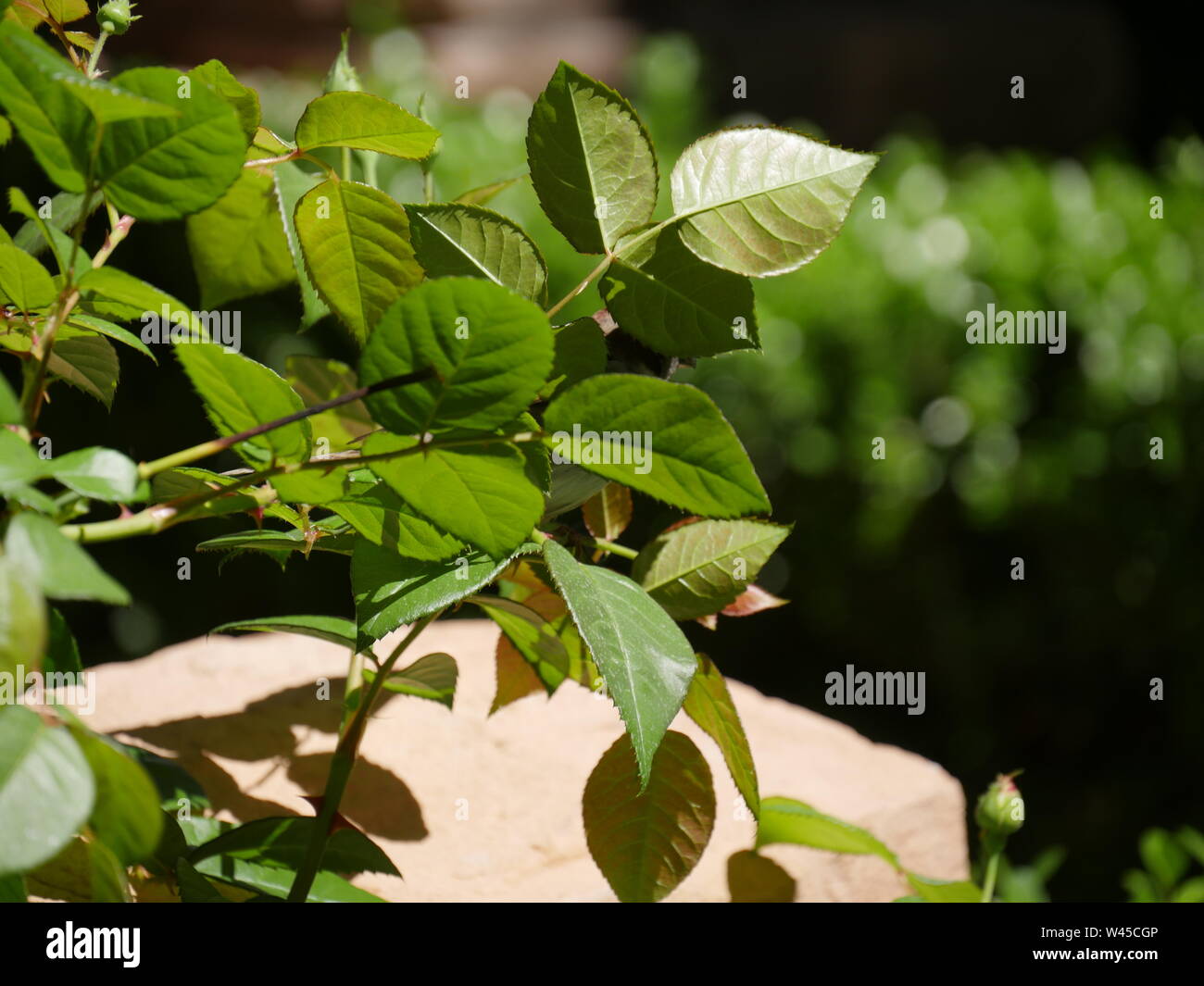 Leaves on soft rose hi-res stock photography and images - Alamy