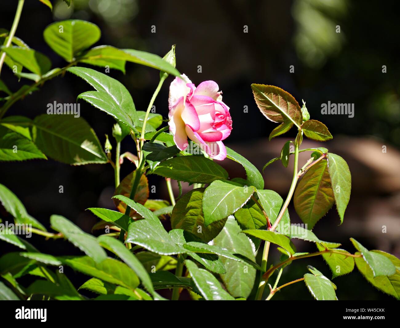 Wide shot with side view of a single pink and white rose in a garden ...